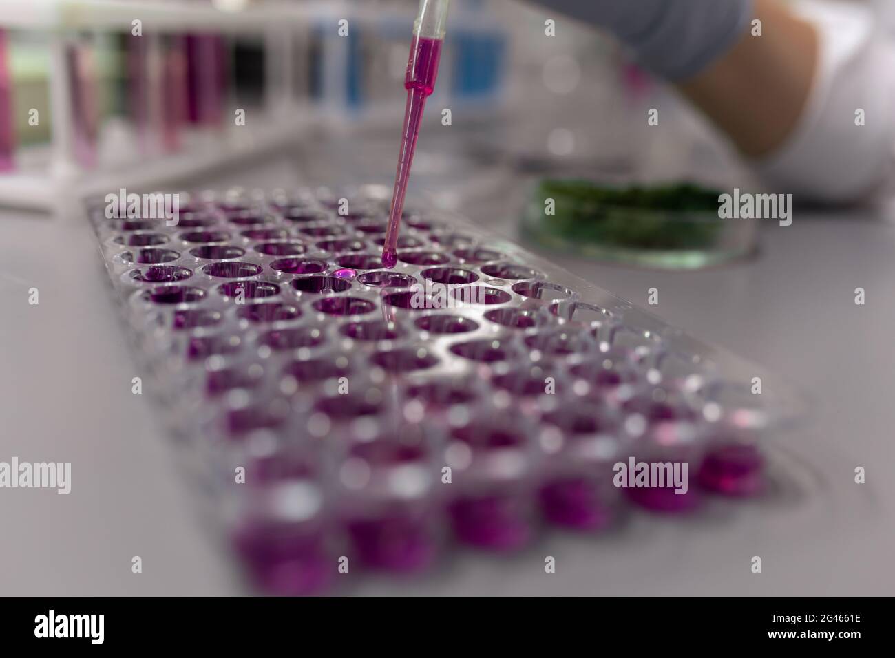 Plastic containers with purple fluid standing on desk during laboratory ...