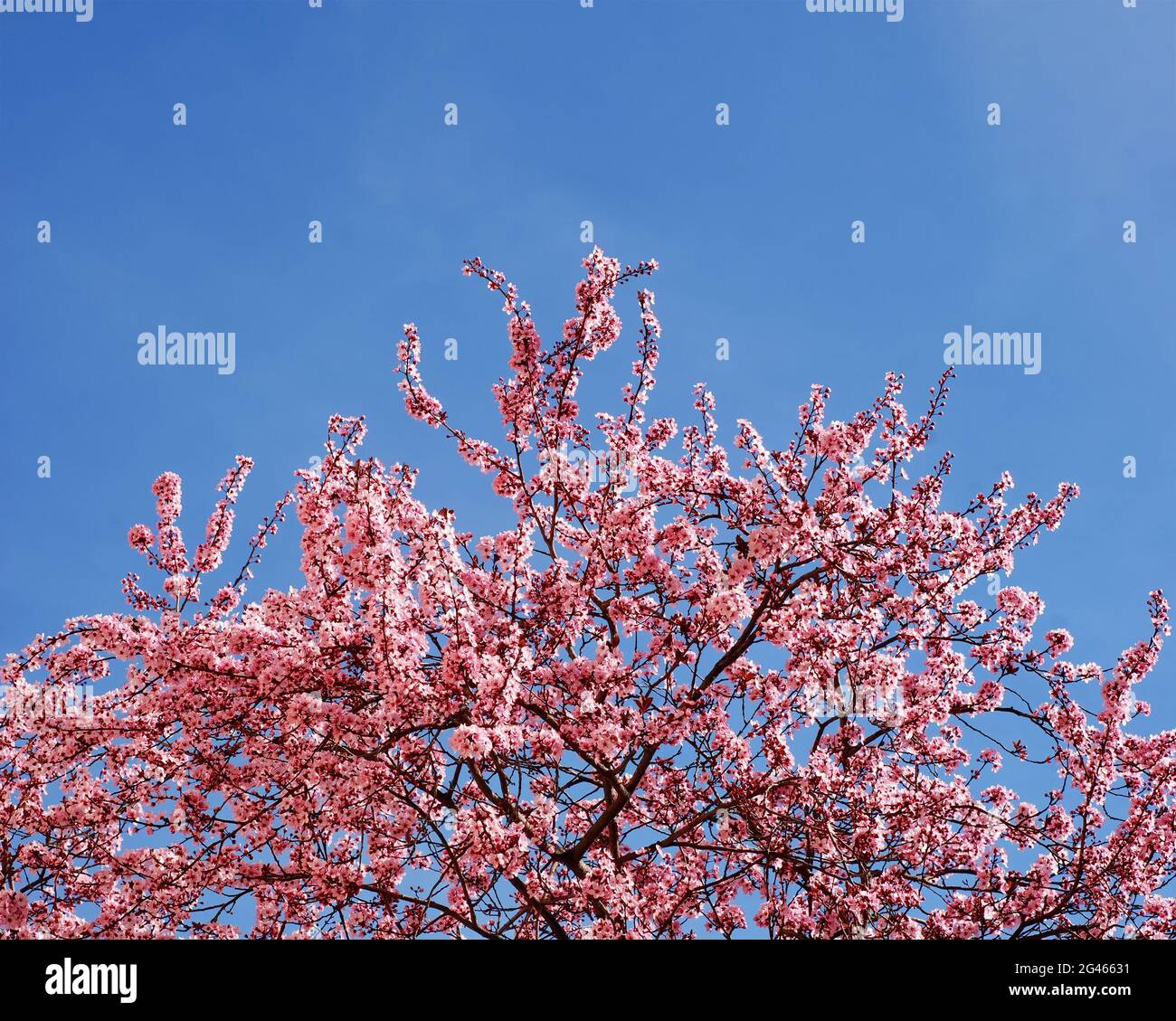 Spring in Spain, nice tree, a cherry tree with pink flowers with a ...