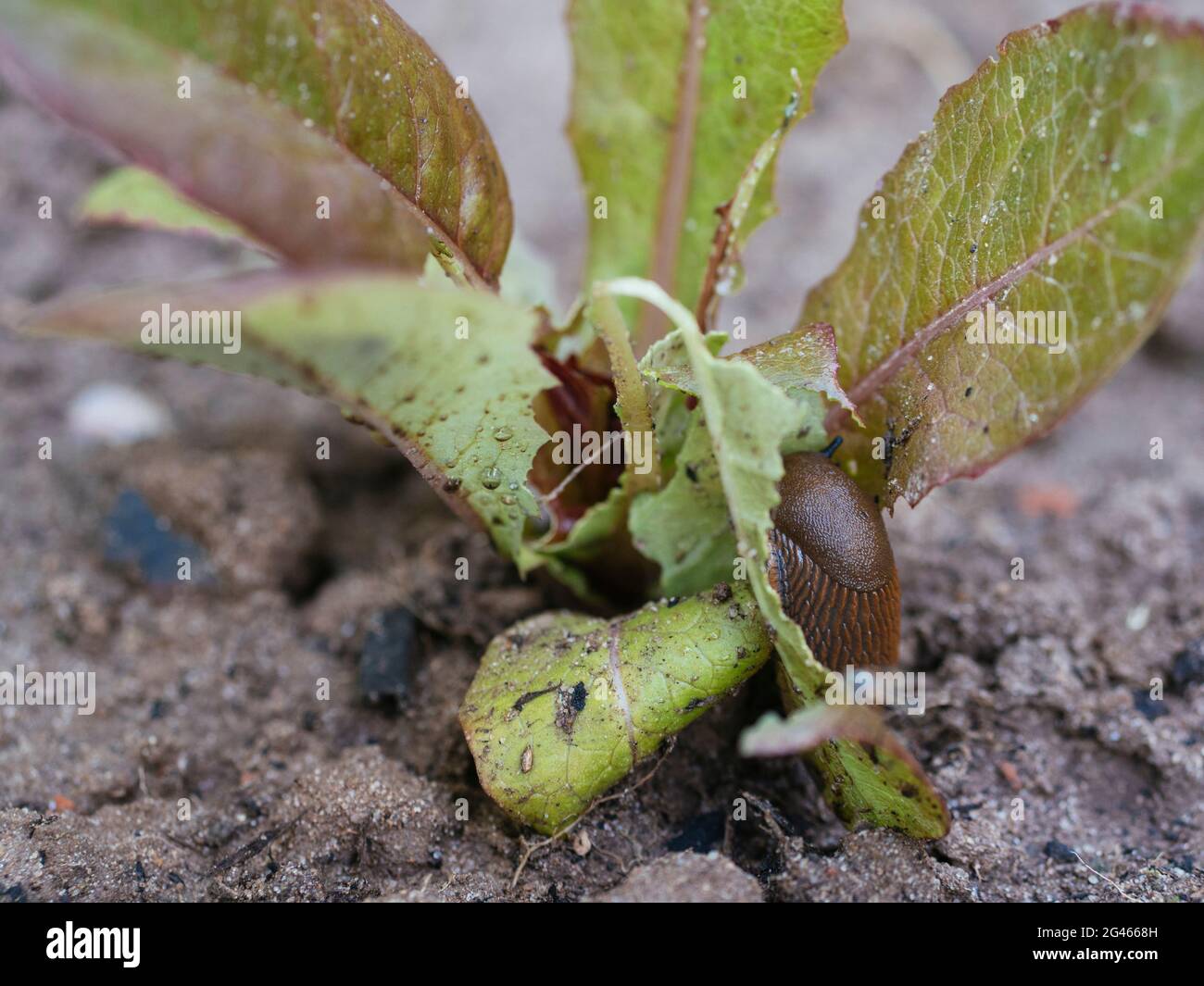 Young slug hi-res stock photography and images - Alamy