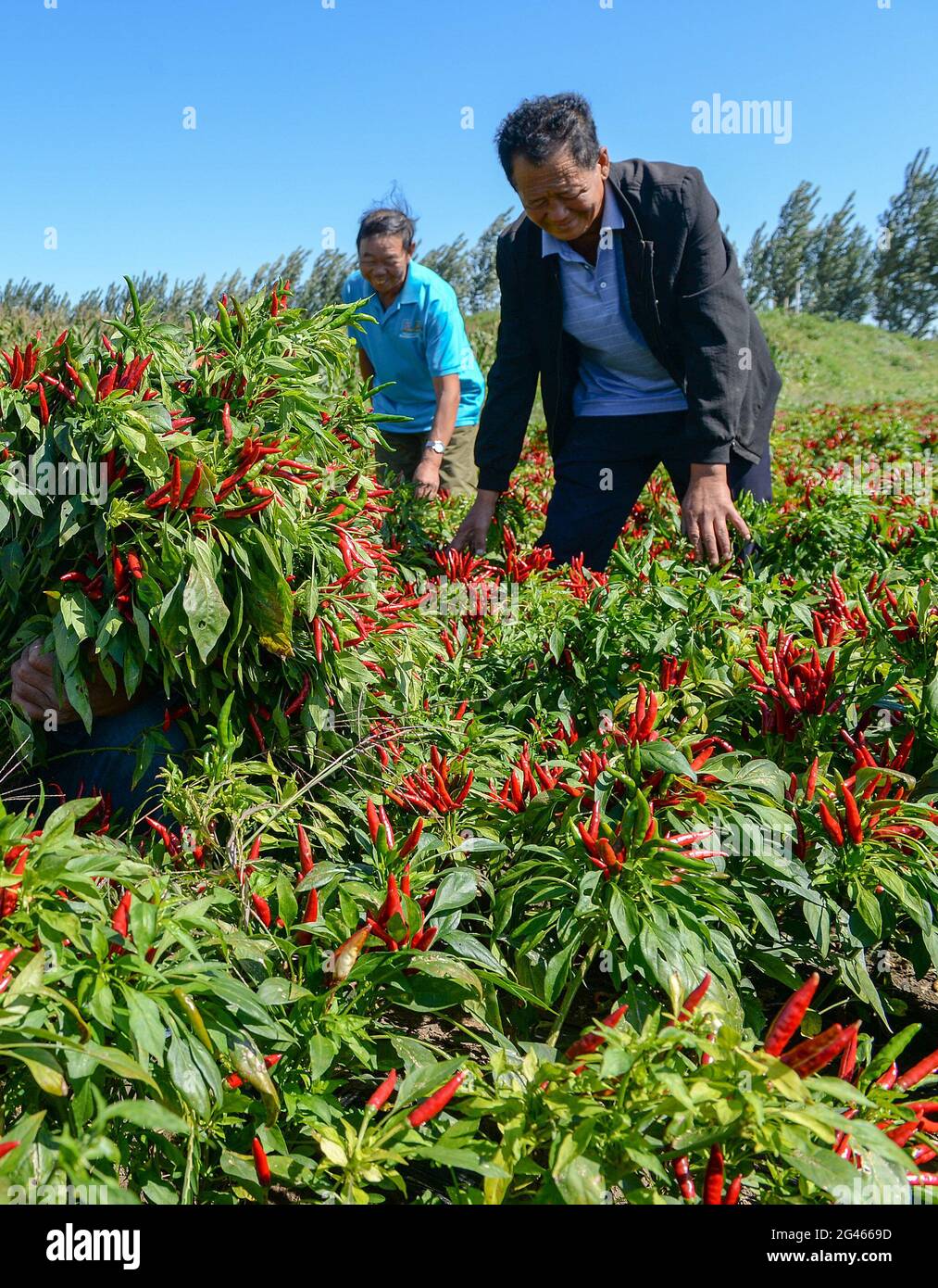Ma pepper hi-res stock photography and images - Alamy