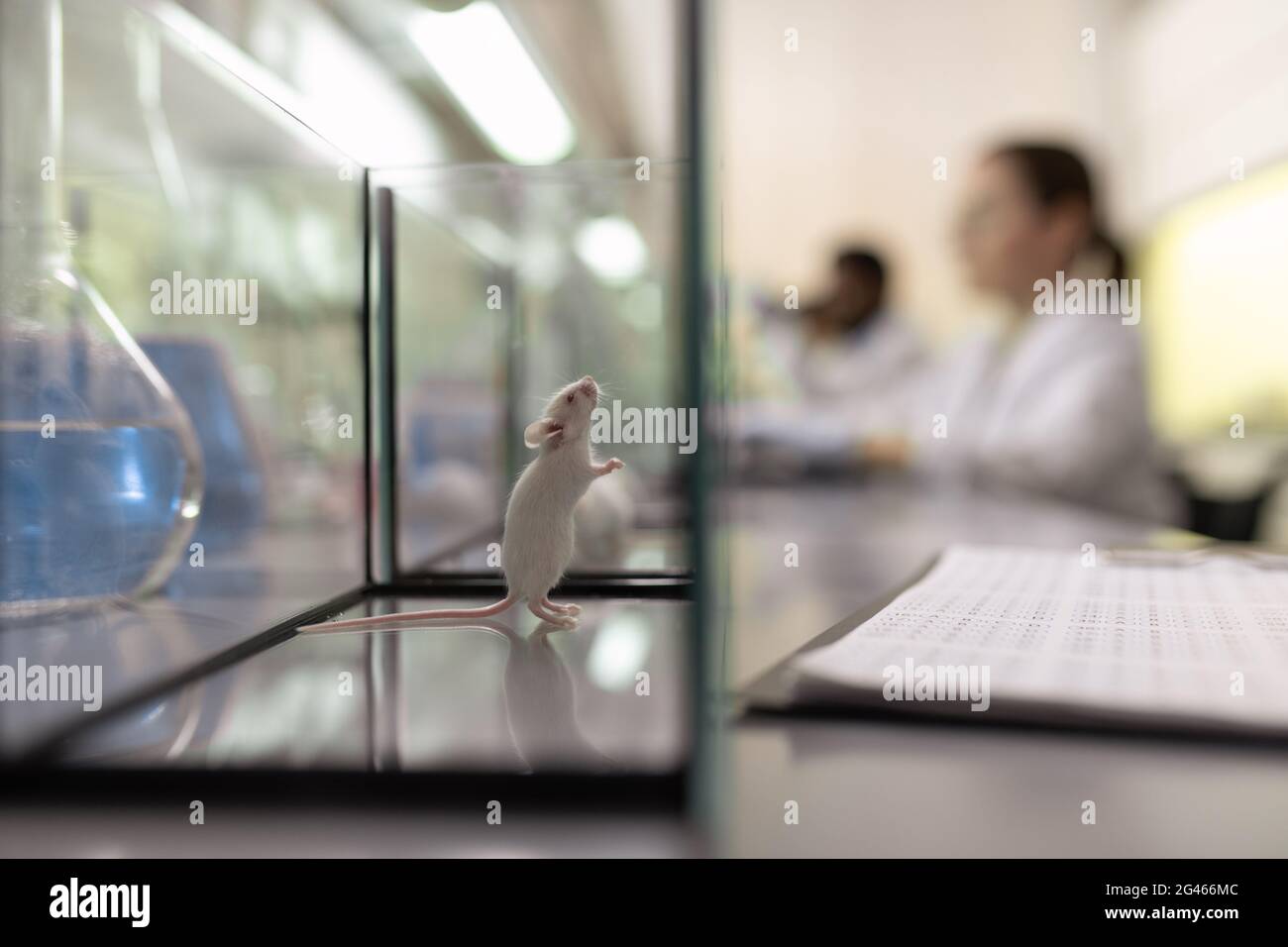 Cute white mouse looking upwards inside glass box in chemical lab Stock ...