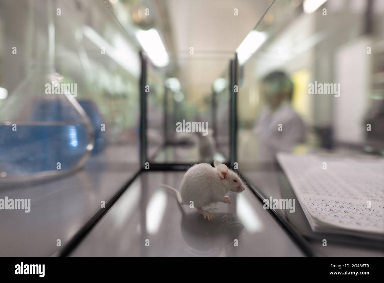 Laboratory mouse hi-res stock photography and images - Alamy
