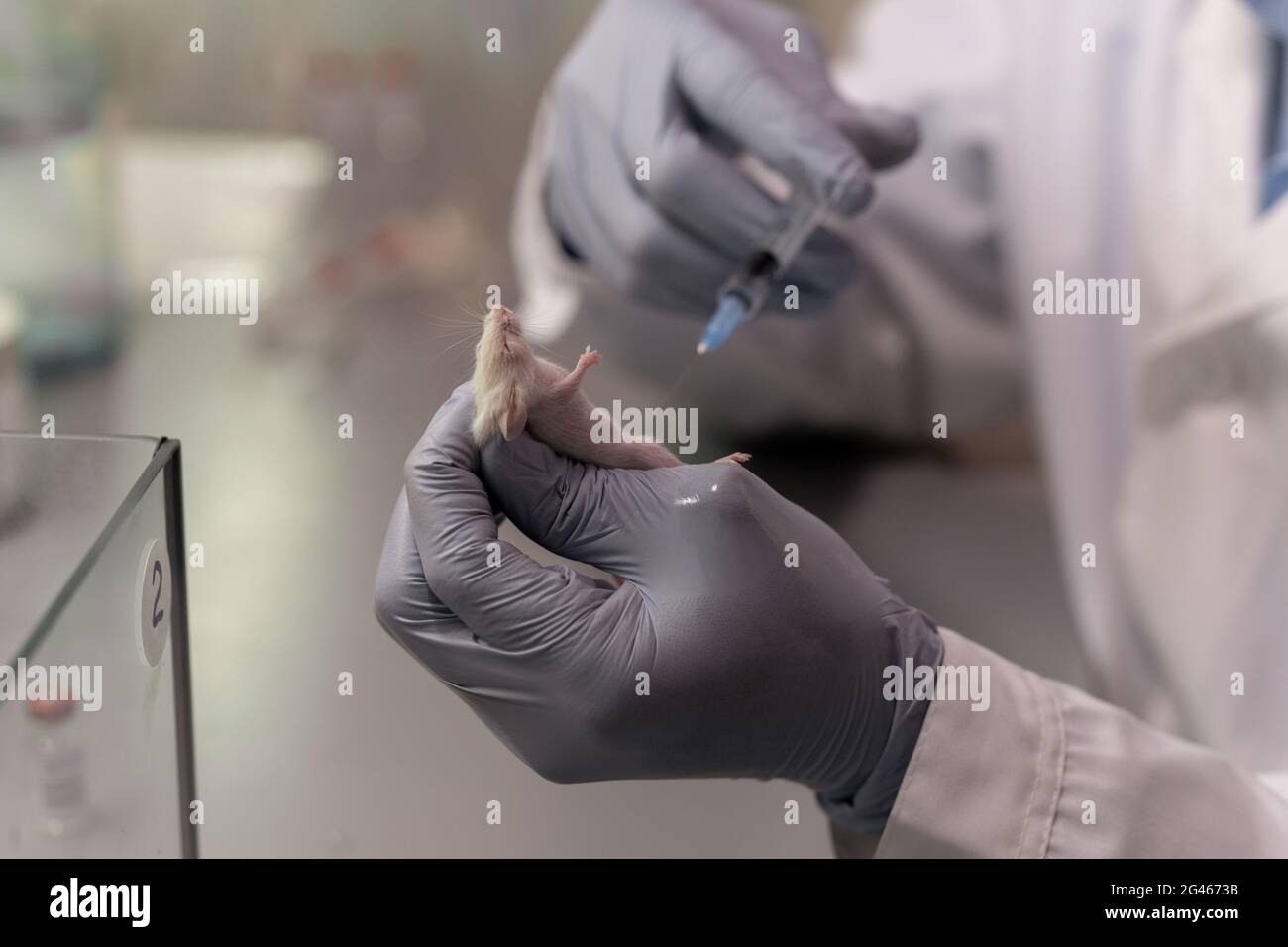 Gloved hands of scientist going to make injection to white mouse in ...
