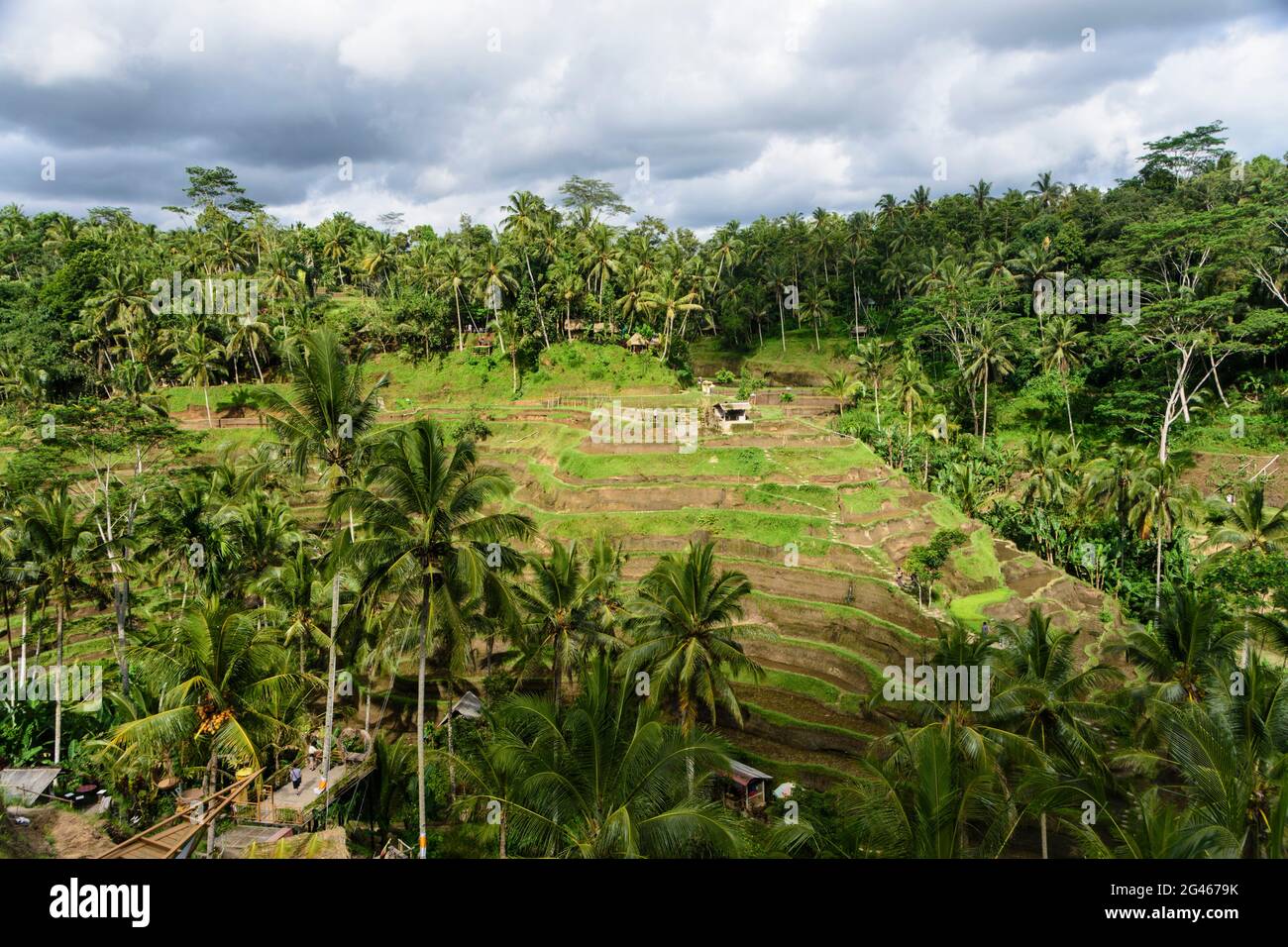 Terraced rice paddies near Ubud,Gianyar Regency, Bali, Indonesia Stock ...