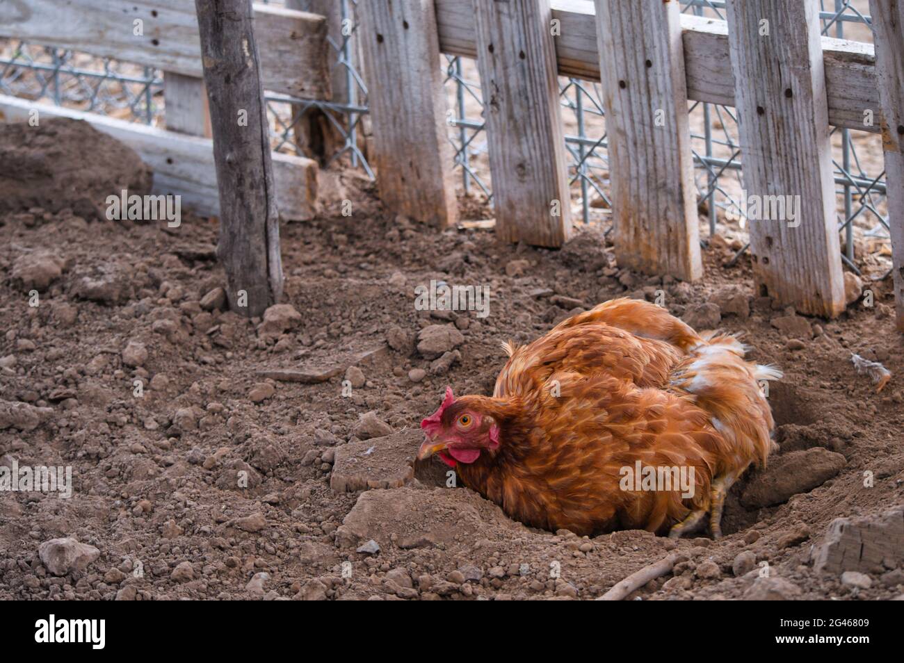 Chicken laying in the ground hi-res stock photography and images - Alamy
