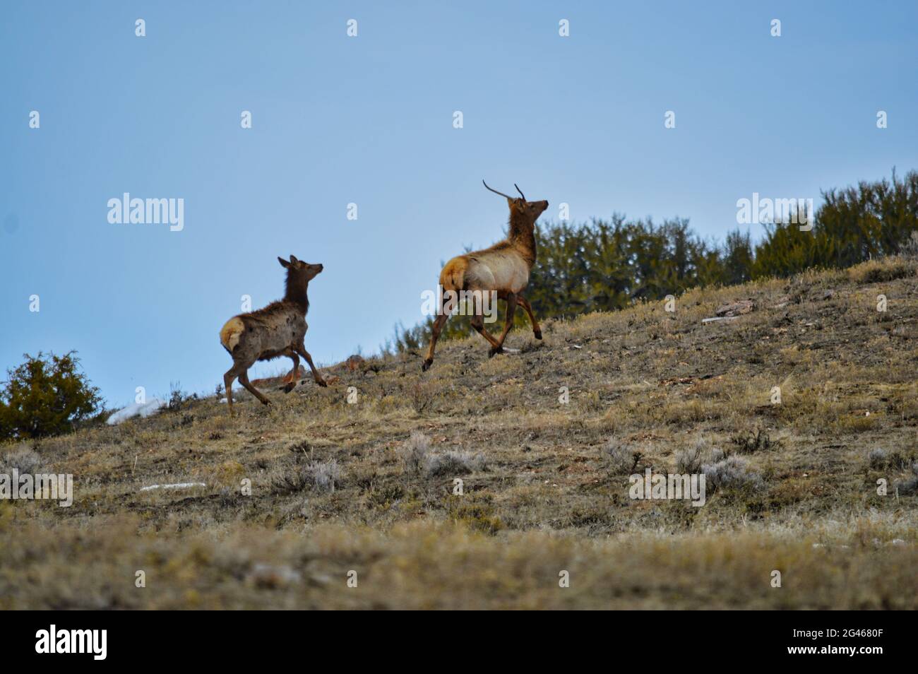 Deers climbing a mountain with a blue sky in the background Stock Photo ...