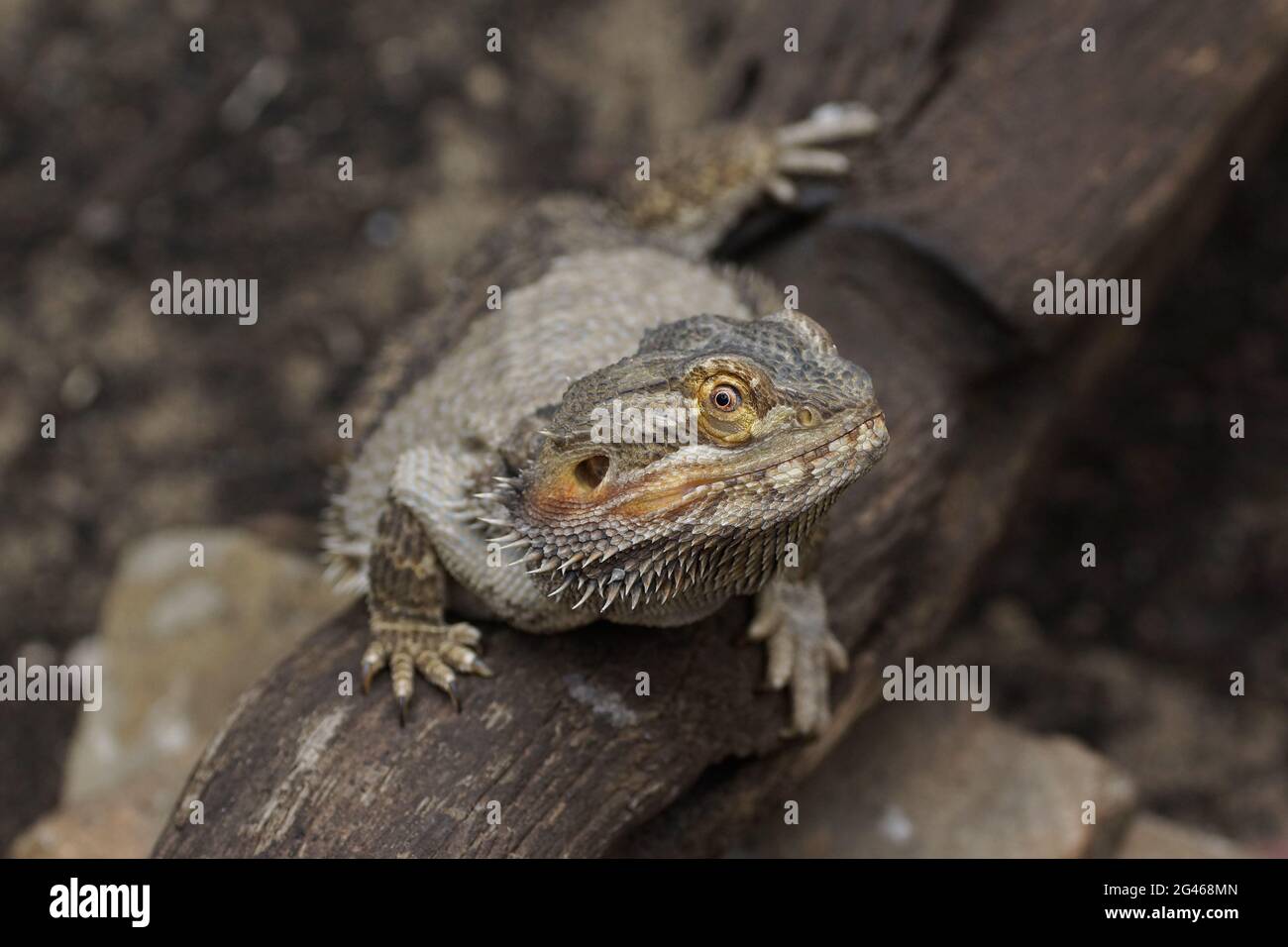 Pogona vitticeps zoo hi-res stock photography and images - Alamy