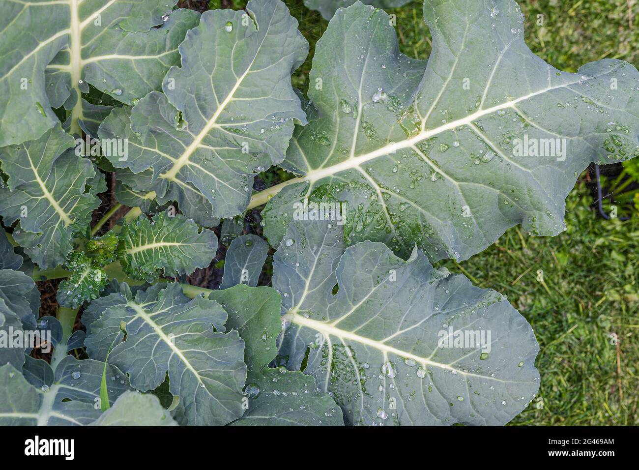 Water cabbage hi-res stock photography and images - Alamy