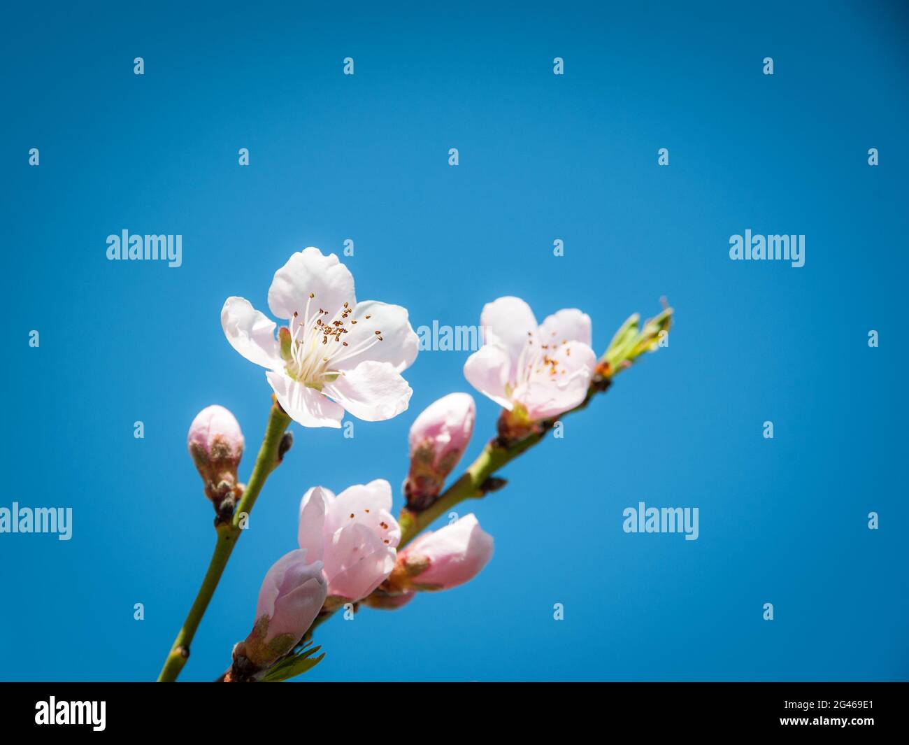 Spring cherry blossom border hi-res stock photography and images - Alamy