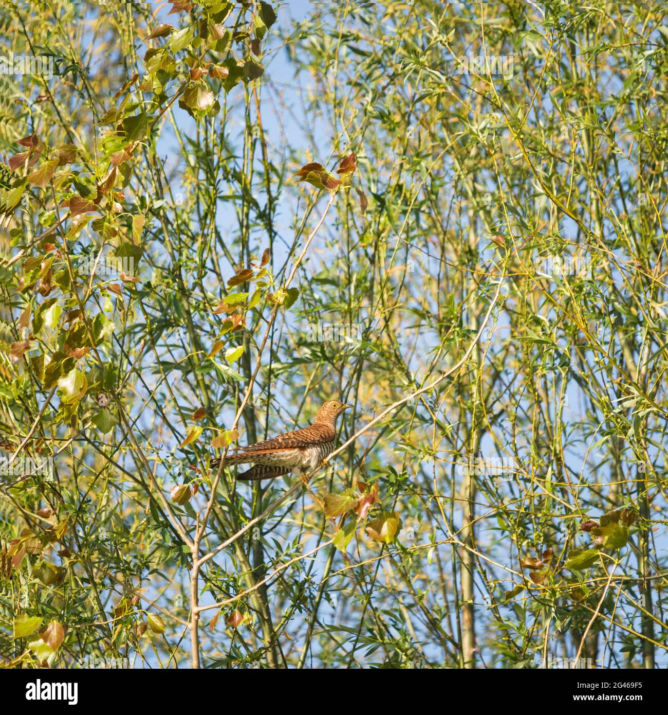 Common Cuckoo at a tree Stock Photo - Alamy