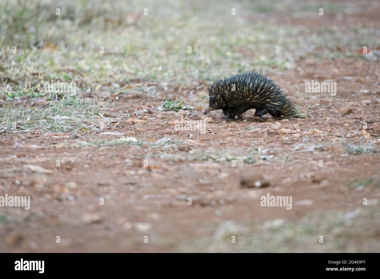 An echidna walking an outback trail in search of a breakfast of ants in ...
