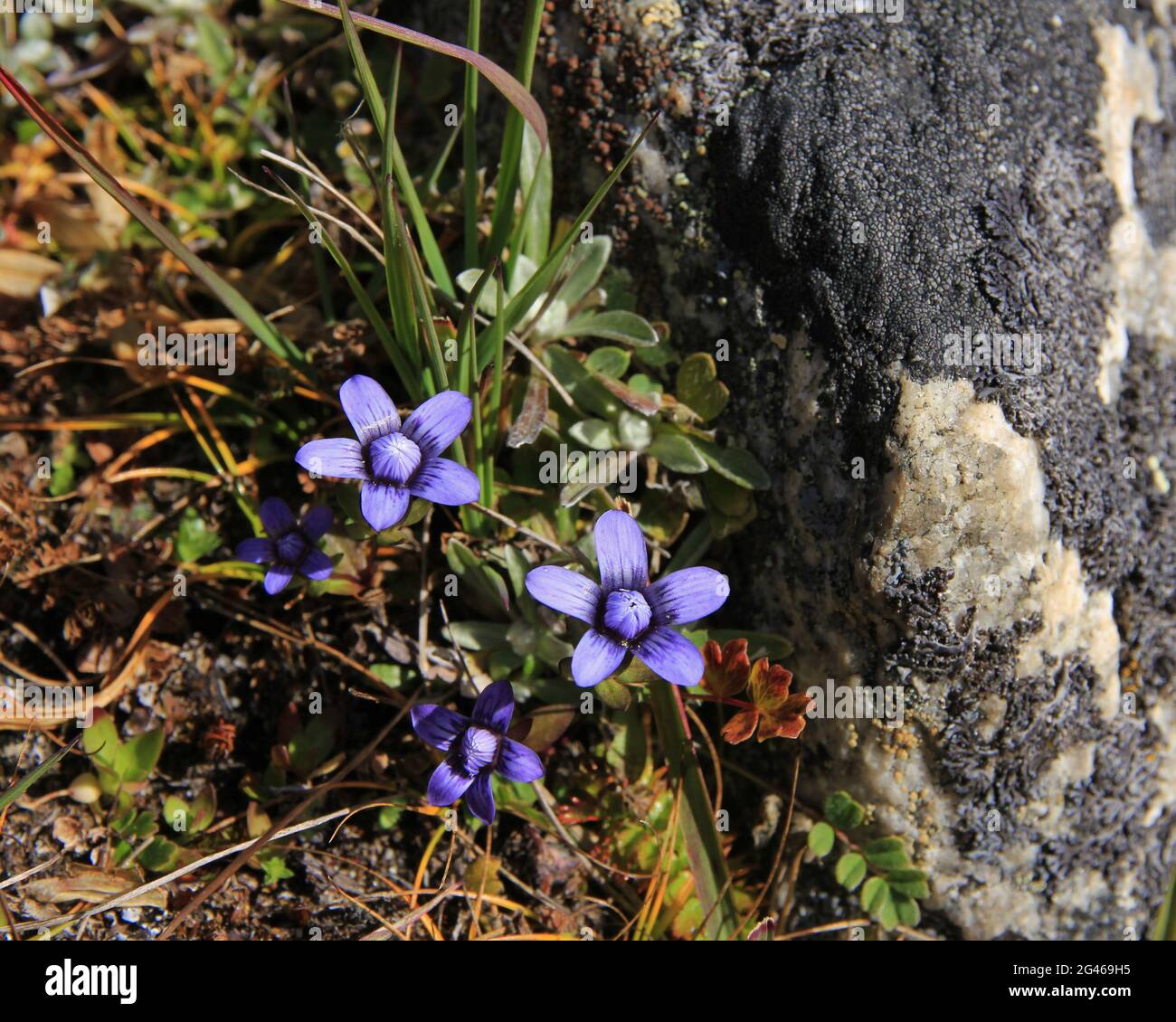Little purple flowers photographed in the Himalayas Stock Photo - Alamy
