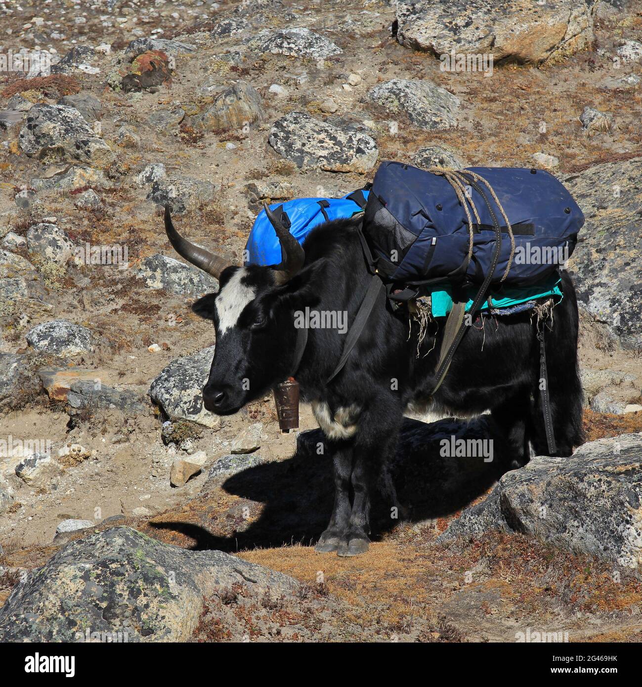 Cow yak hybrid hi-res stock photography and images - Alamy