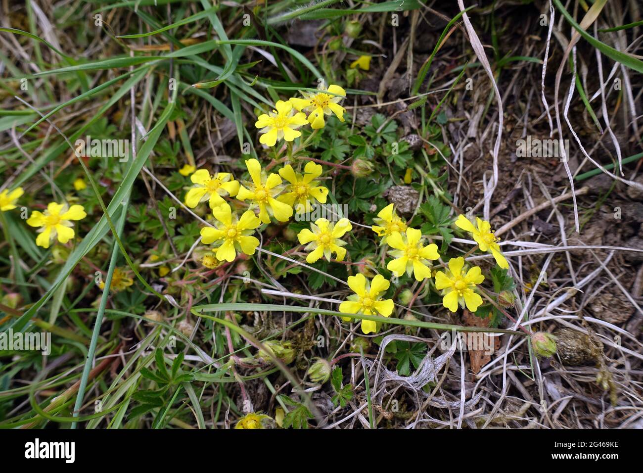 Potentilla Neumanniana High Resolution Stock Photography and Images - Alamy