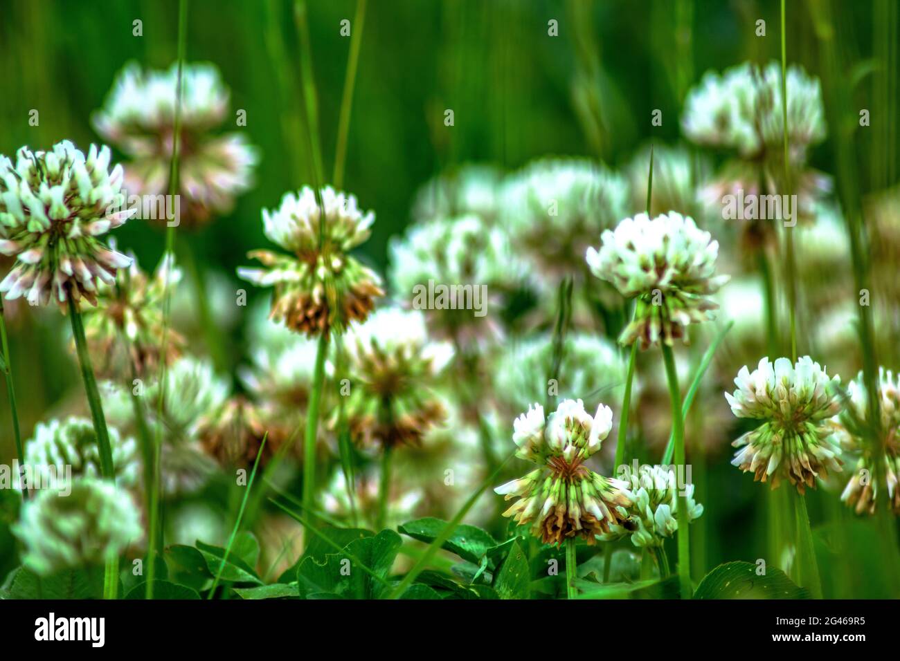 Clover nature hi-res stock photography and images - Alamy