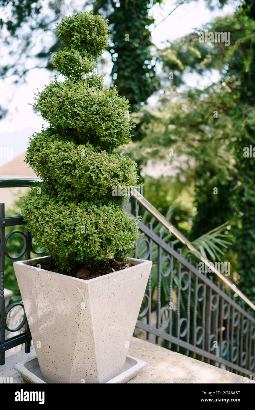 Trimmed bush hi-res stock photography and images - Alamy