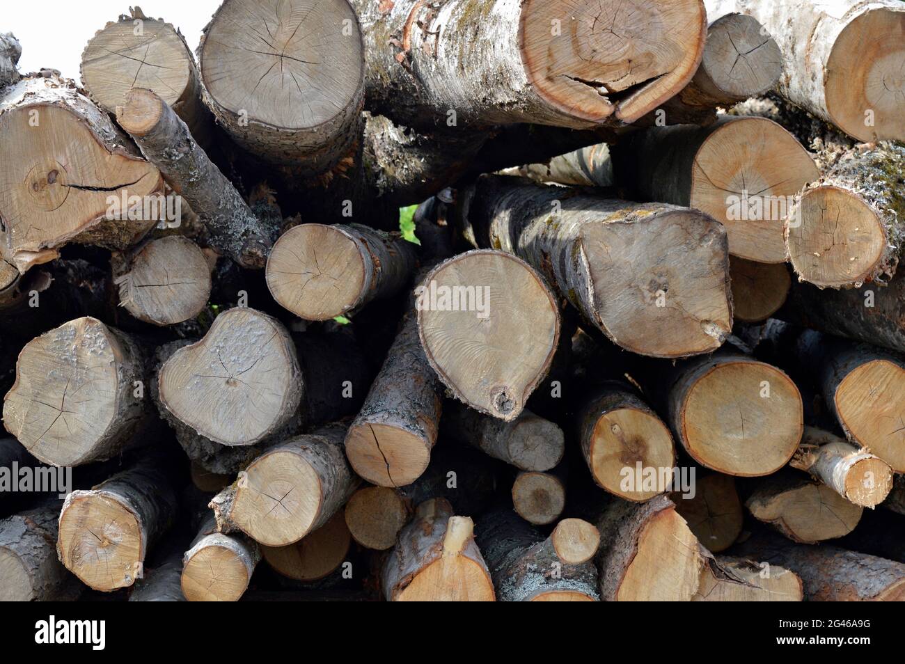 Trees have been cut and piled - being sent to be milled or cut for ...