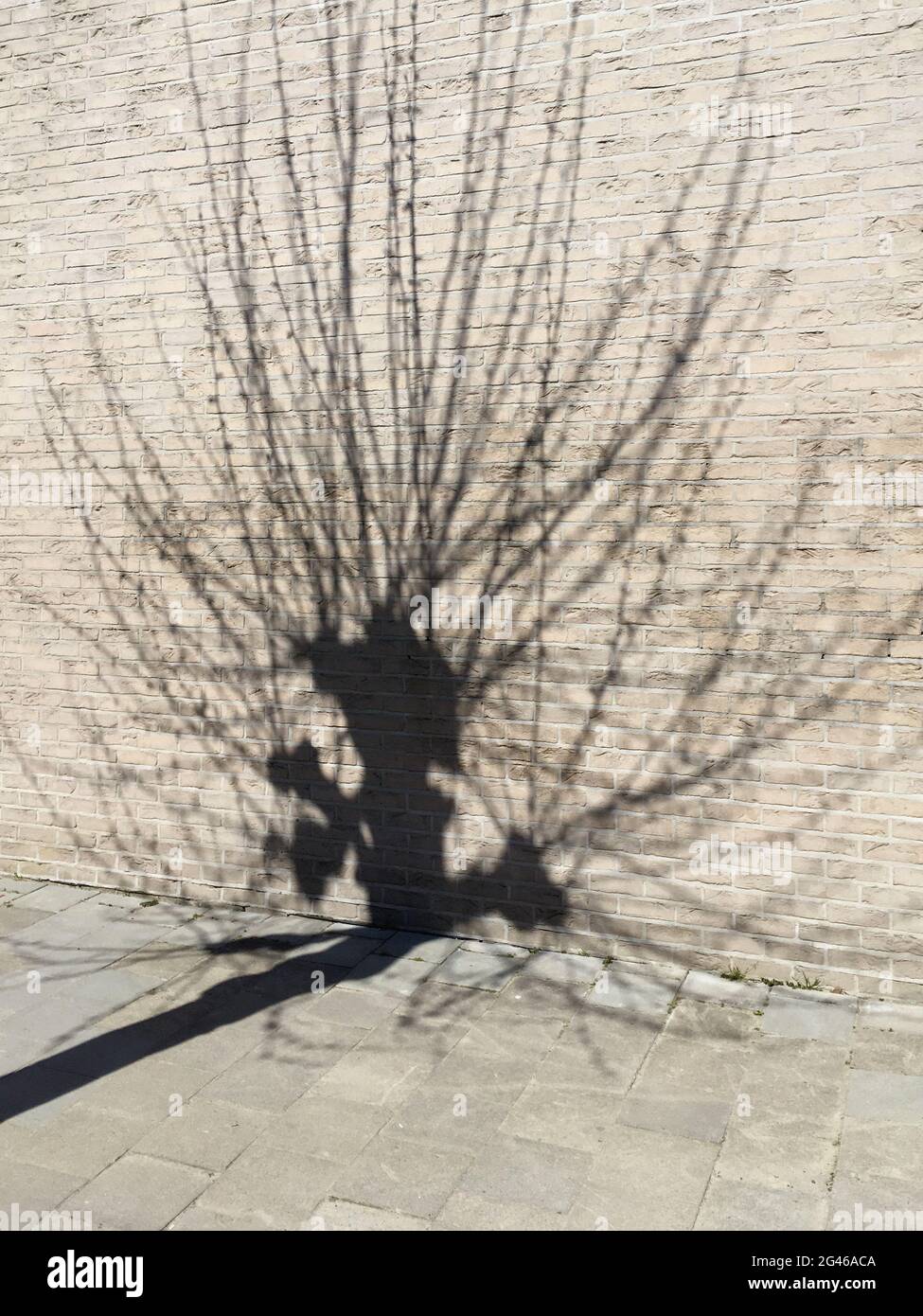 Contrasted tree shadow on textured wall Stock Photo - Alamy