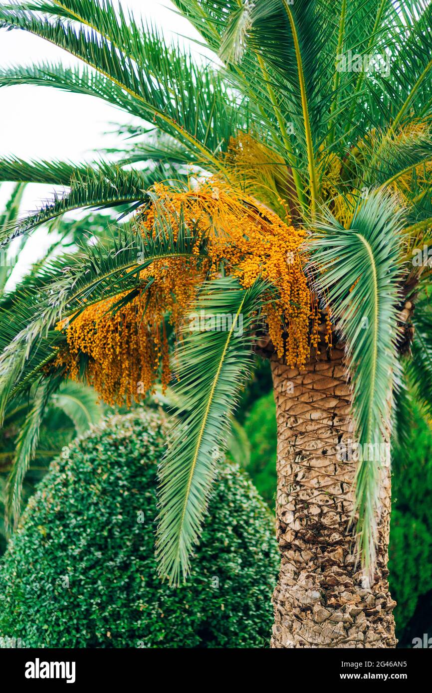 Oasis date palm garden tree hi-res stock photography and images - Alamy
