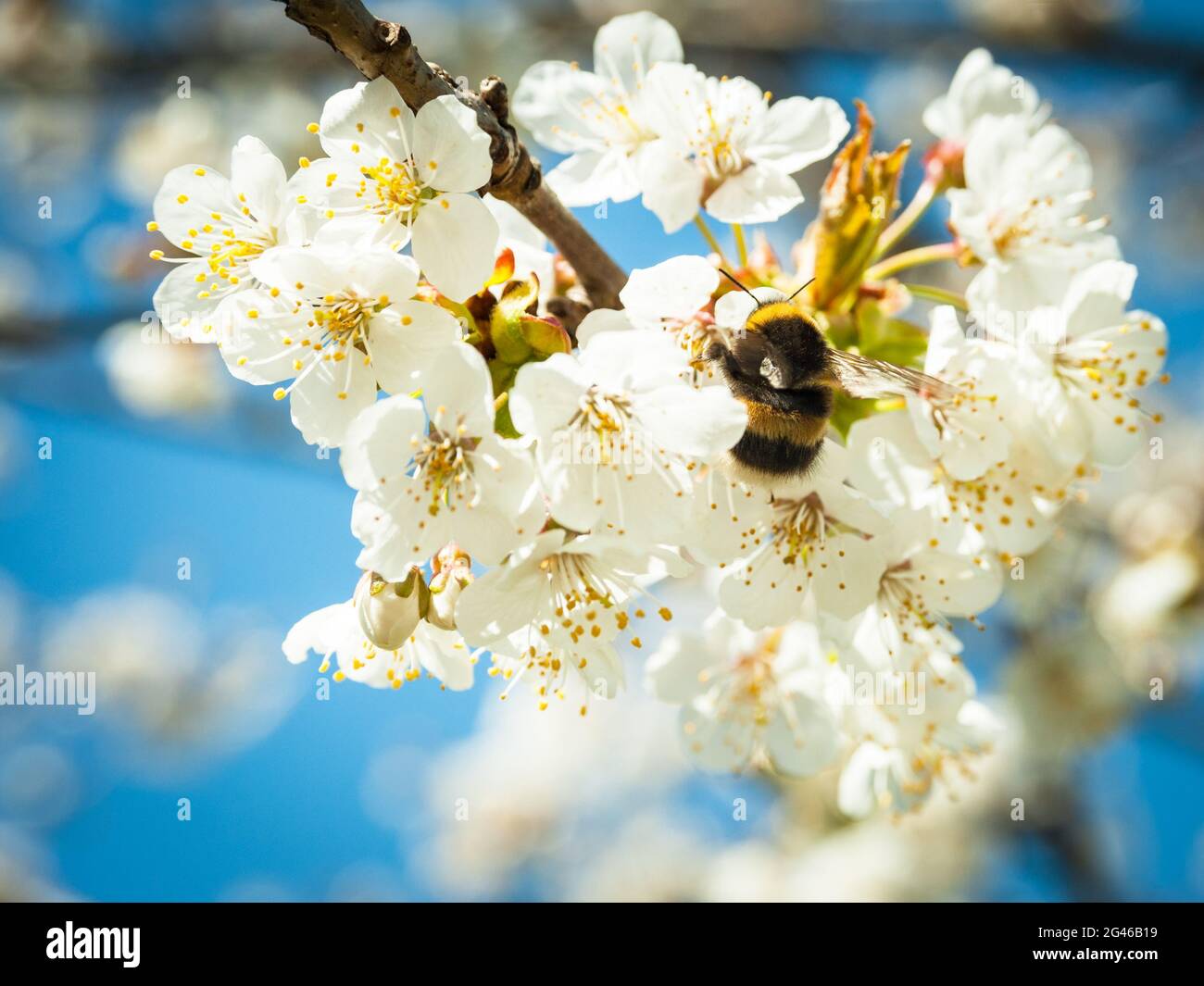 Beautiful bumble bee hi-res stock photography and images - Alamy