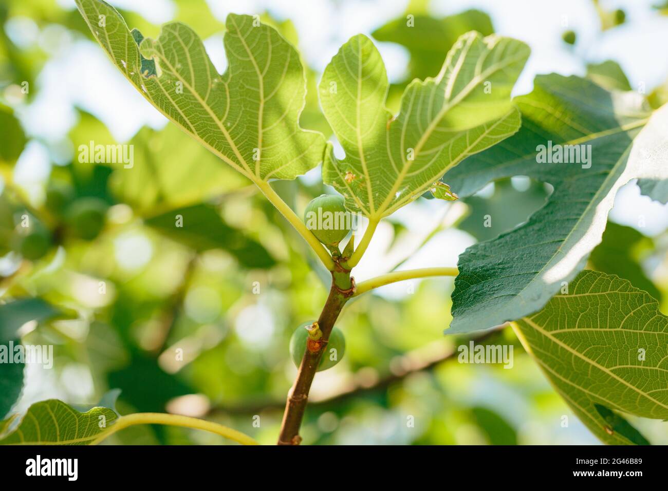 Young fig on fig tree hi-res stock photography and images - Alamy