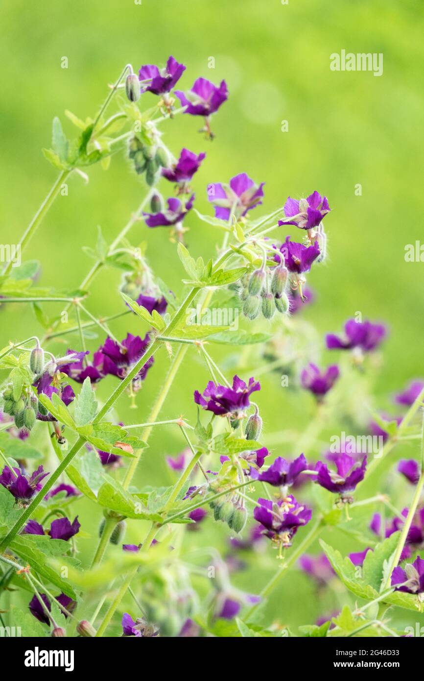 Geranium x monacense hi-res stock photography and images - Alamy