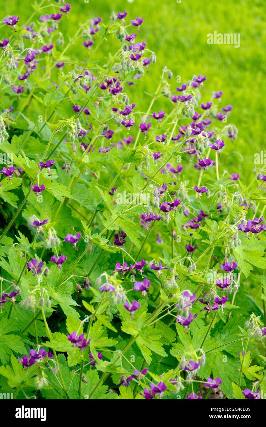 Decorative foliage geraniums hi-res stock photography and images - Alamy