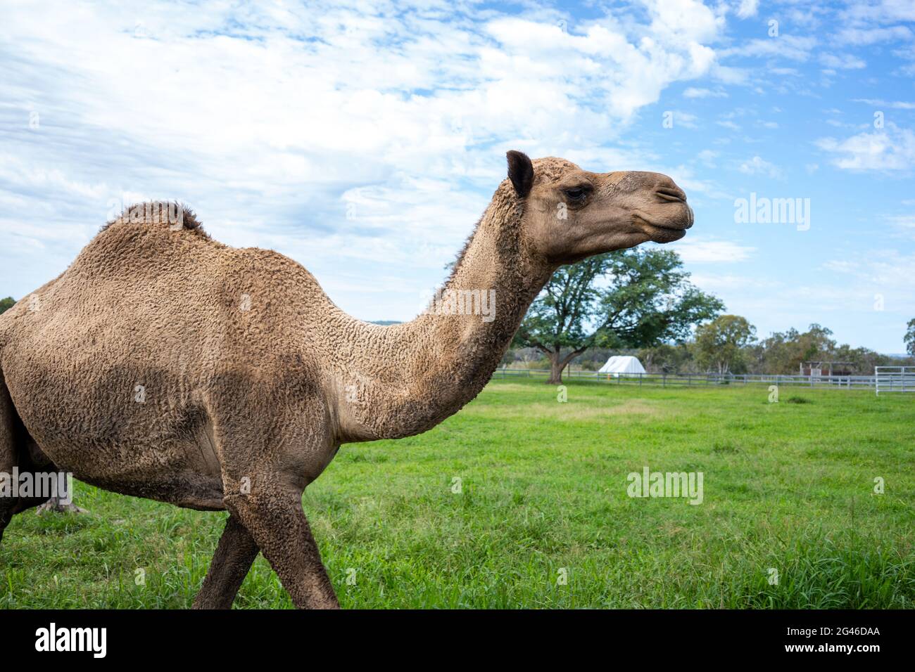 Camel safari in negev desert hi-res stock photography and images - Alamy