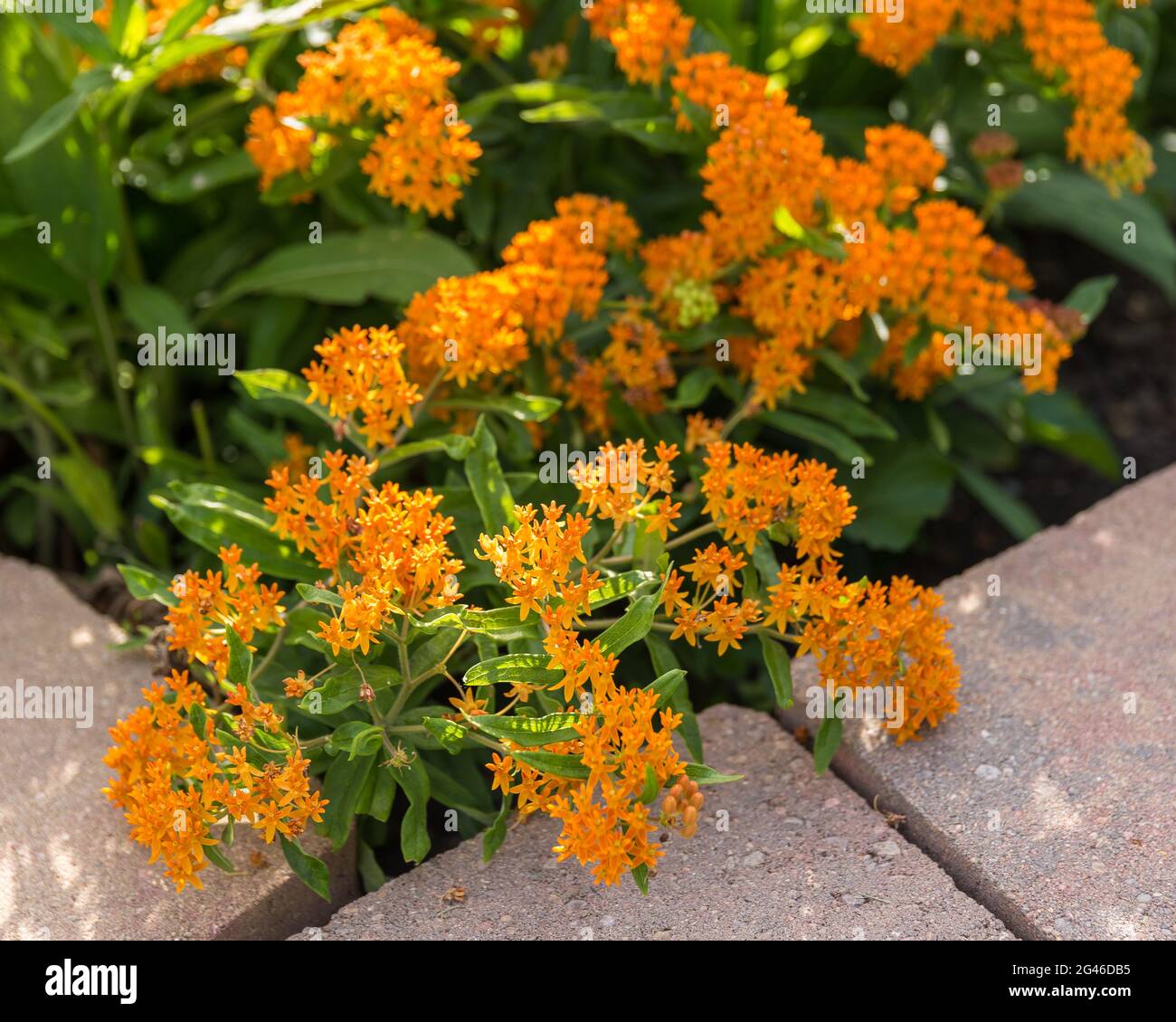 Orange bloom cluster hi-res stock photography and images - Alamy