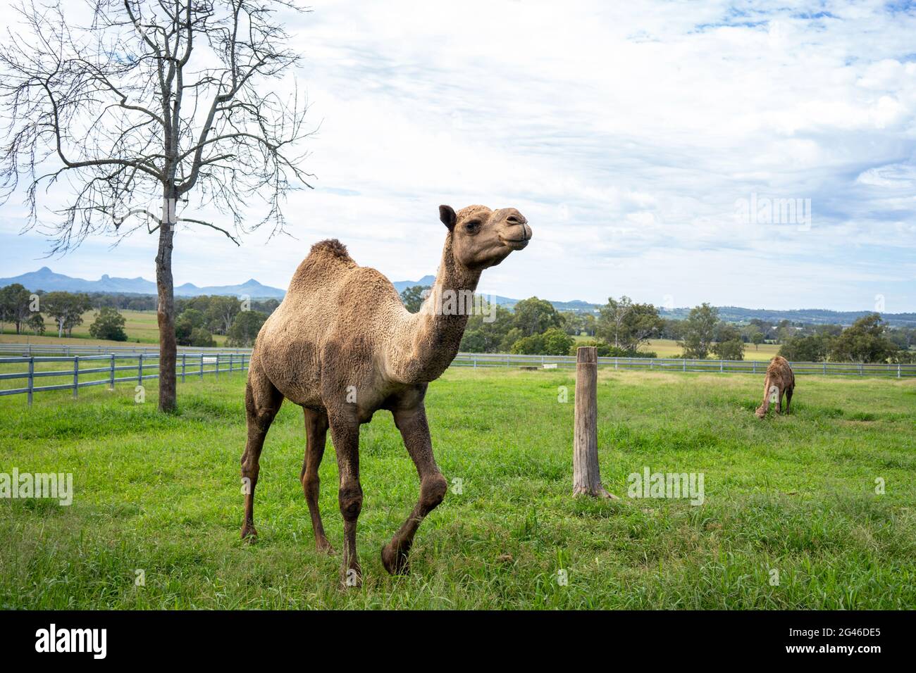 Happy Camel running around in an open field Stock Photo - Alamy