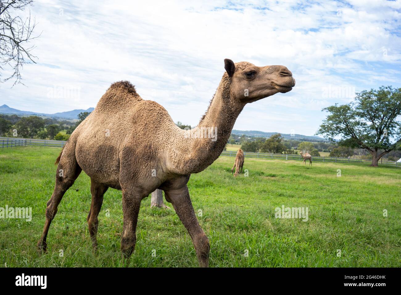 Big humped camel with long arched neck Stock Photo - Alamy