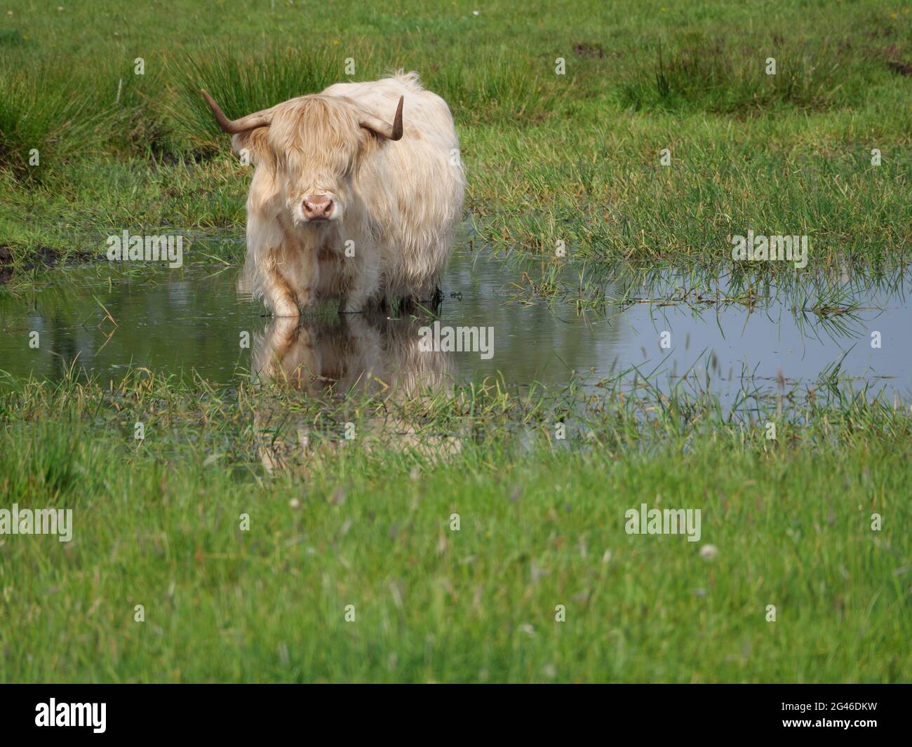 Water cow hi-res stock photography and images - Alamy