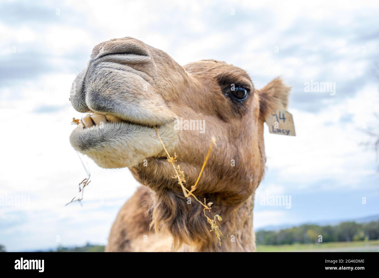 Camel tooth teeth camels hi-res stock photography and images - Alamy