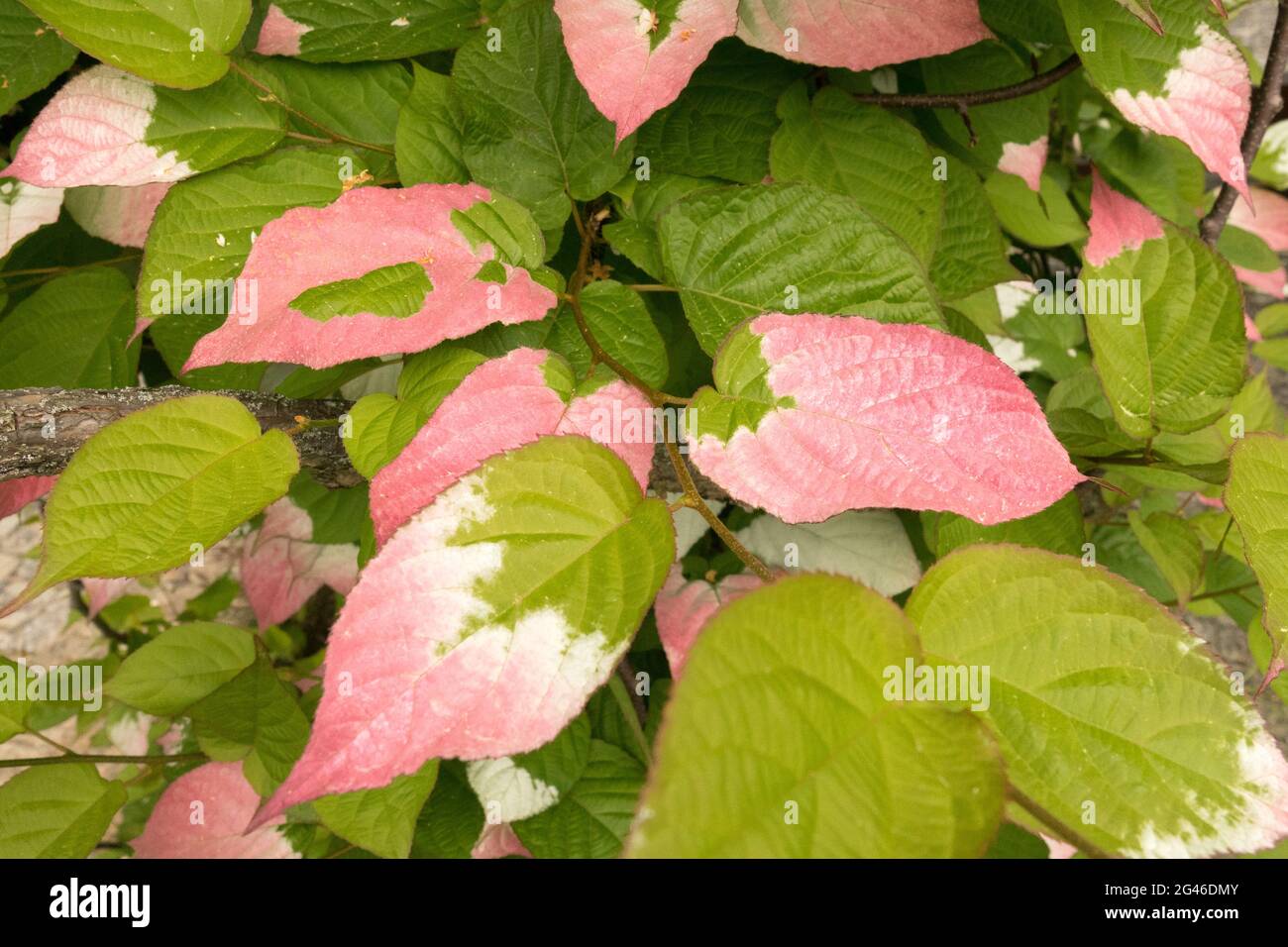 Actinidia kolomikta hi-res stock photography and images - Alamy
