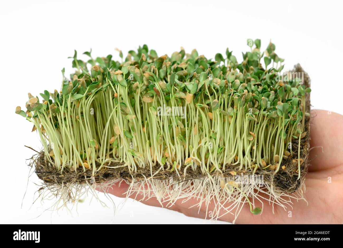 Green flax sprouts on a white background, useful microgreen on a white ...