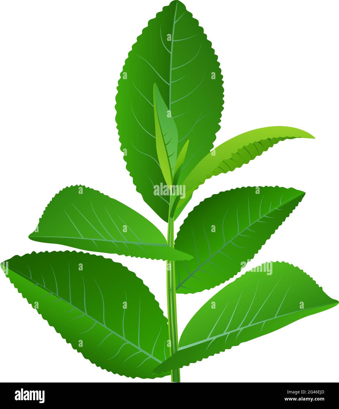 Indian summer drink Stock Vector Images - Alamy