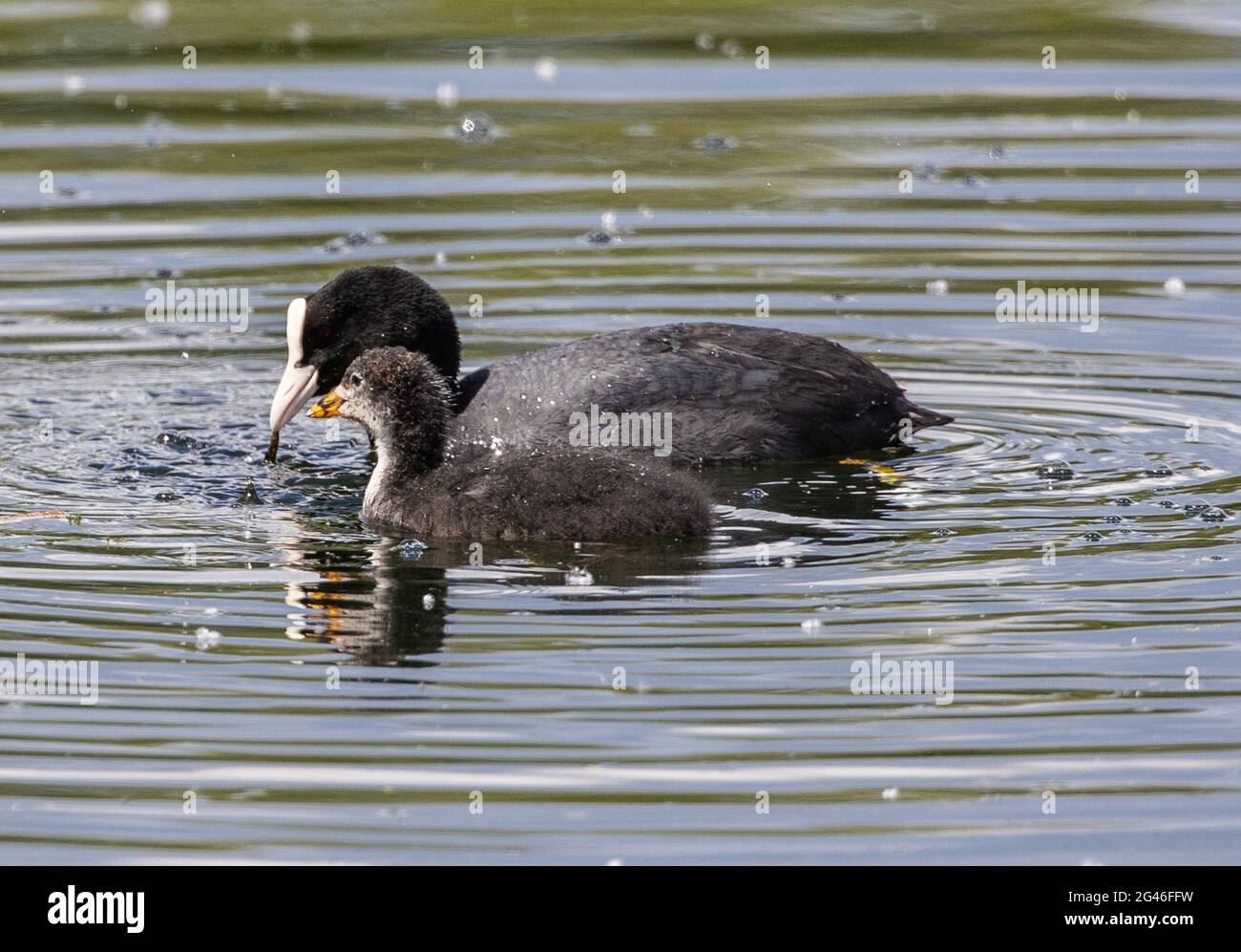 Closeup shot of Giant coot birds swimming in the pond Stock Photo - Alamy