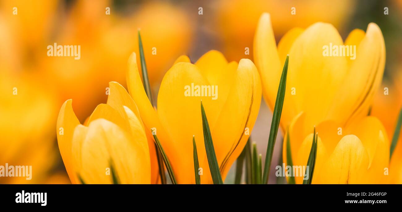 Abstract floral background, yellow crocus flowers. Macro flowers ...