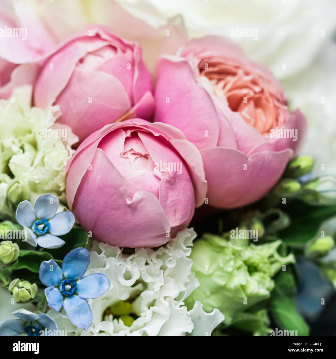 Pink roses in pastel colors hi-res stock photography and images - Alamy