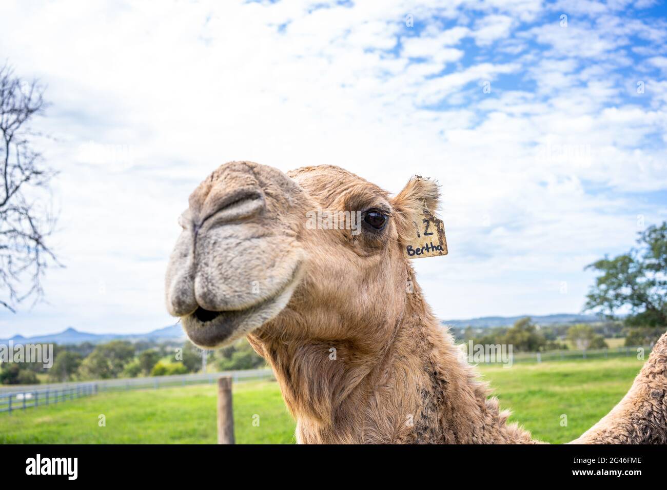 Happy camel posing for a photoshoot in a camel park Stock Photo - Alamy