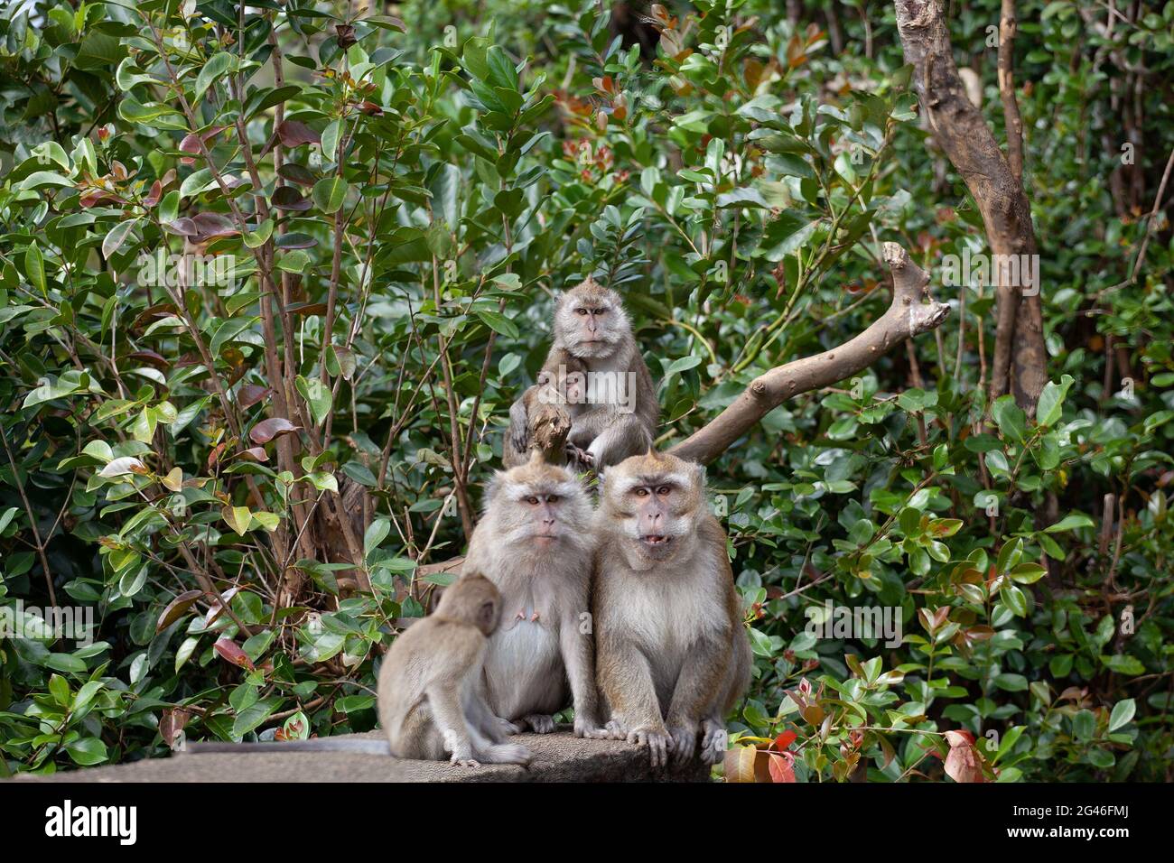 Closeup shot of a macaque family in nature on the tree Stock Photo - Alamy