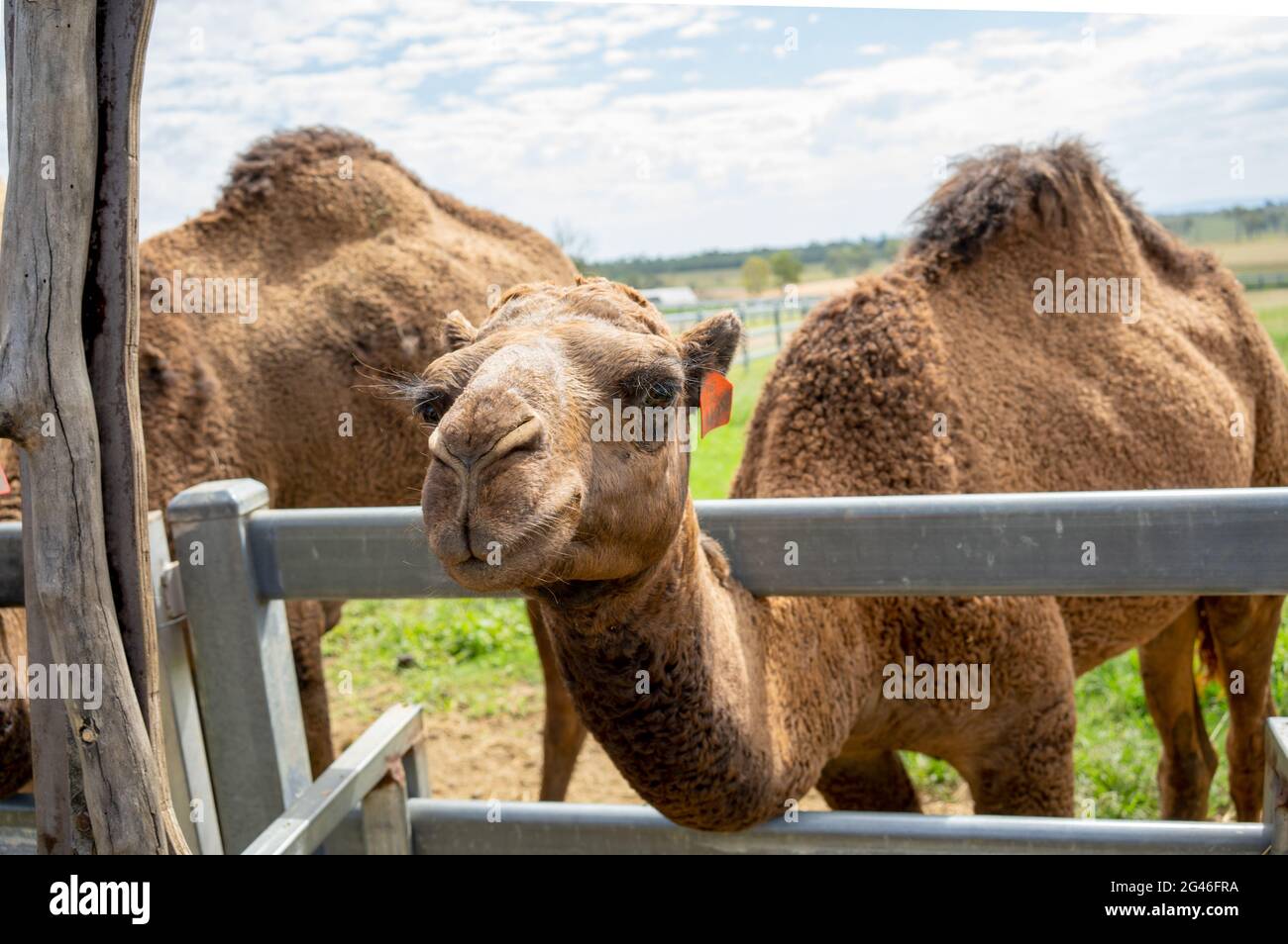 Camel feeding at a touristy spot in Queensland Australia Stock Photo ...