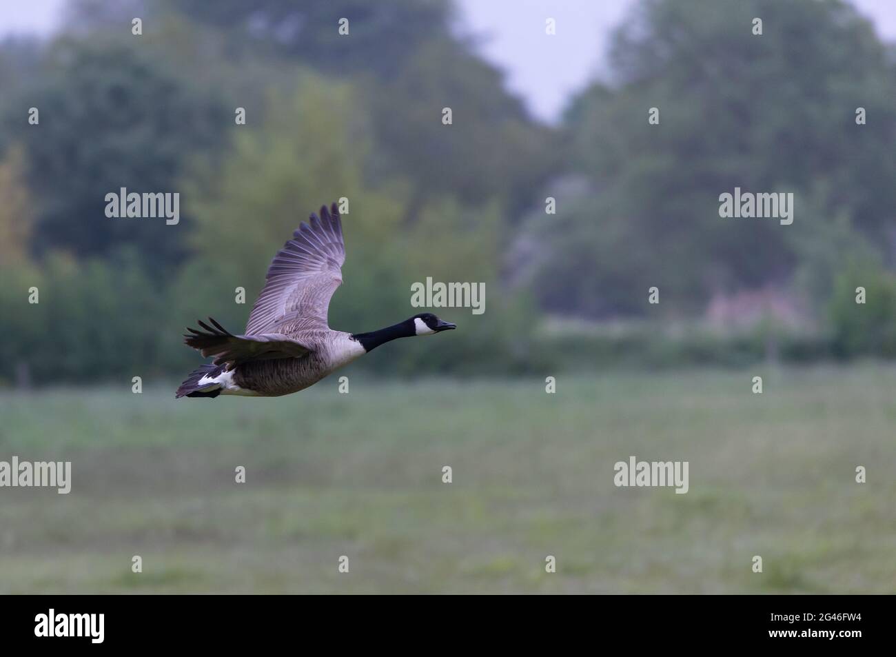 Closeup shot of a Canada goose flying with trees in the background ...