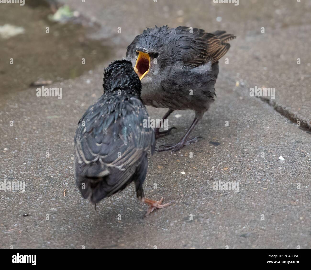 Closeup shot of two Sharp-beaked ground finch birds Stock Photo - Alamy