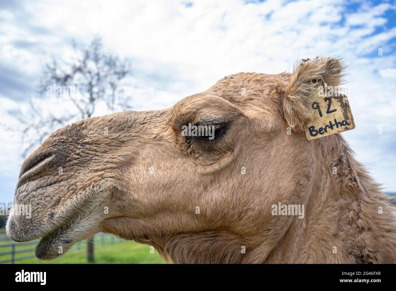 Two white camels hi-res stock photography and images - Alamy