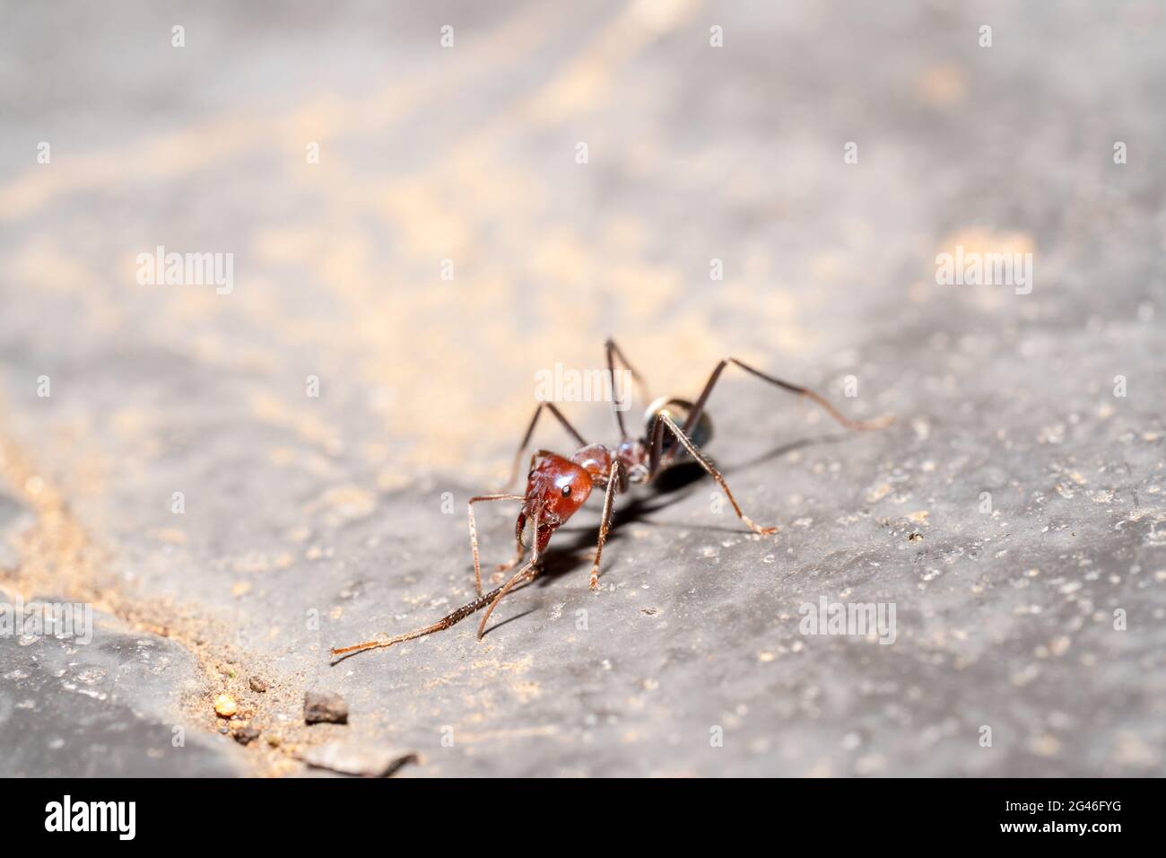 Red ant with black lower body Stock Photo - Alamy
