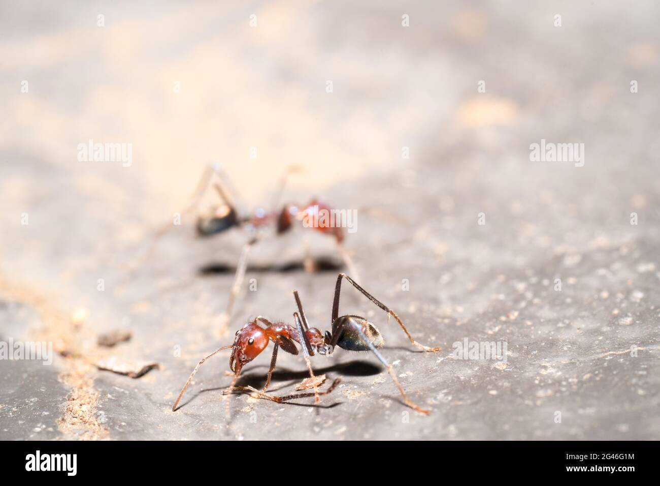 Animals with many legs hi-res stock photography and images - Alamy
