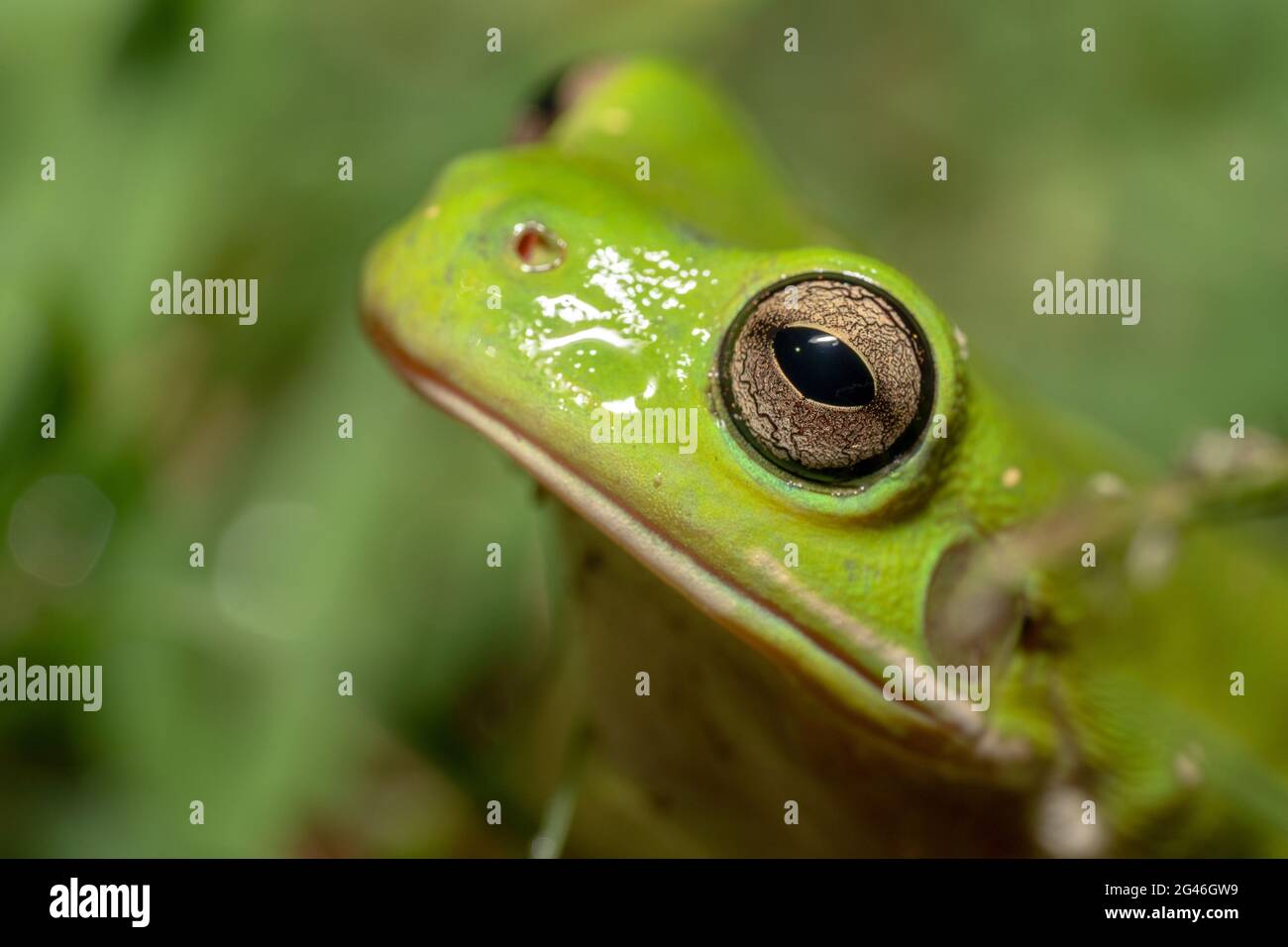 Head shot of an Australian green toad with brown big eyes Stock Photo ...
