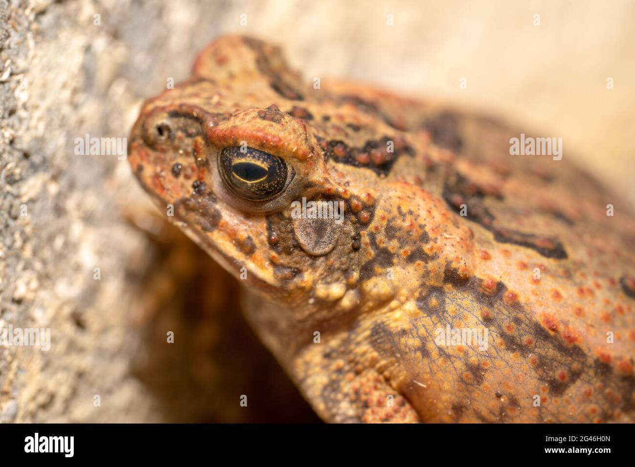 Close up shot of a brown cane toad in Queensland Stock Photo - Alamy