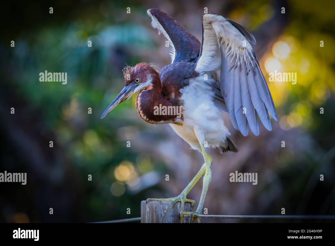 Tri color bird hi-res stock photography and images - Alamy